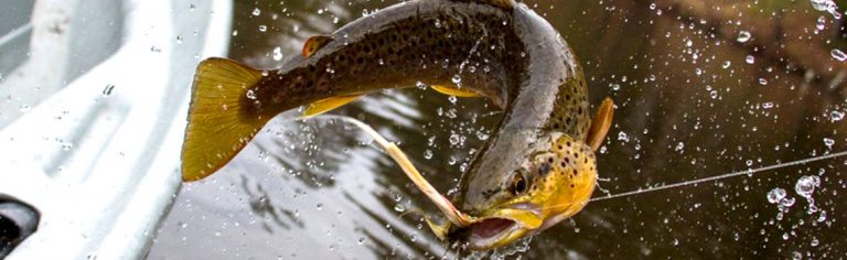 Mangled Fly | Northern Michigan Guide Service | Steelhead and Trout