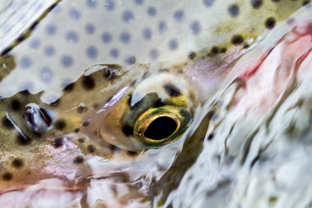 Steelhead Eye - Picture of the Day - Northern Michigan | Guide Service ...