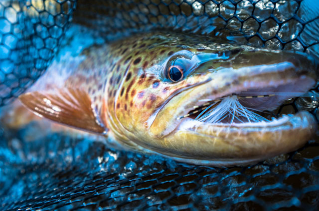 Mangled Fly | Northern Michigan Guide Service | Steelhead and Trout