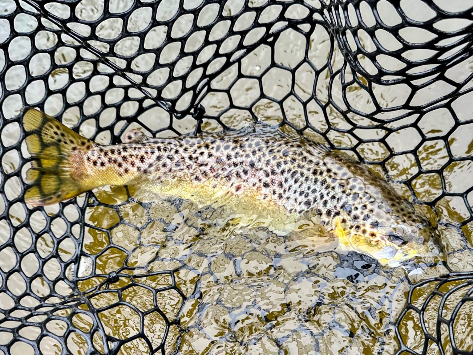 BLOG - Northern Michigan | Guide Service | Steelhead Fishing