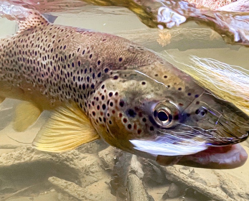 Mangled Fly | Northern Michigan Guide Service | Steelhead and Trout