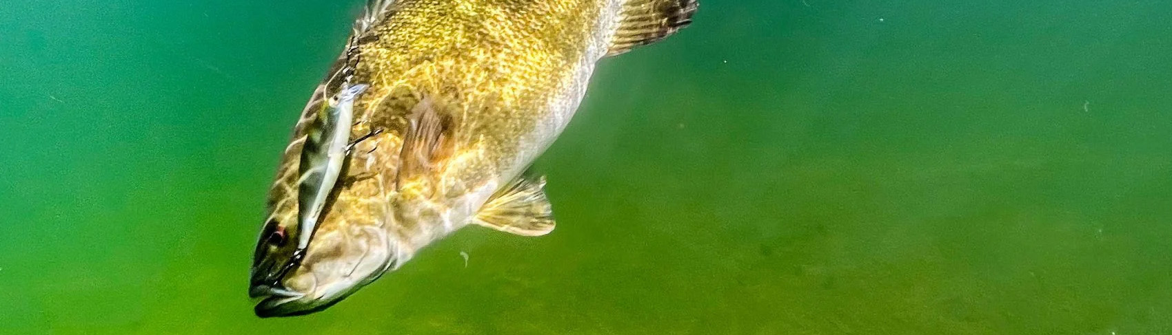 Mangled Fly | Northern Michigan Guide Service | Steelhead and Trout